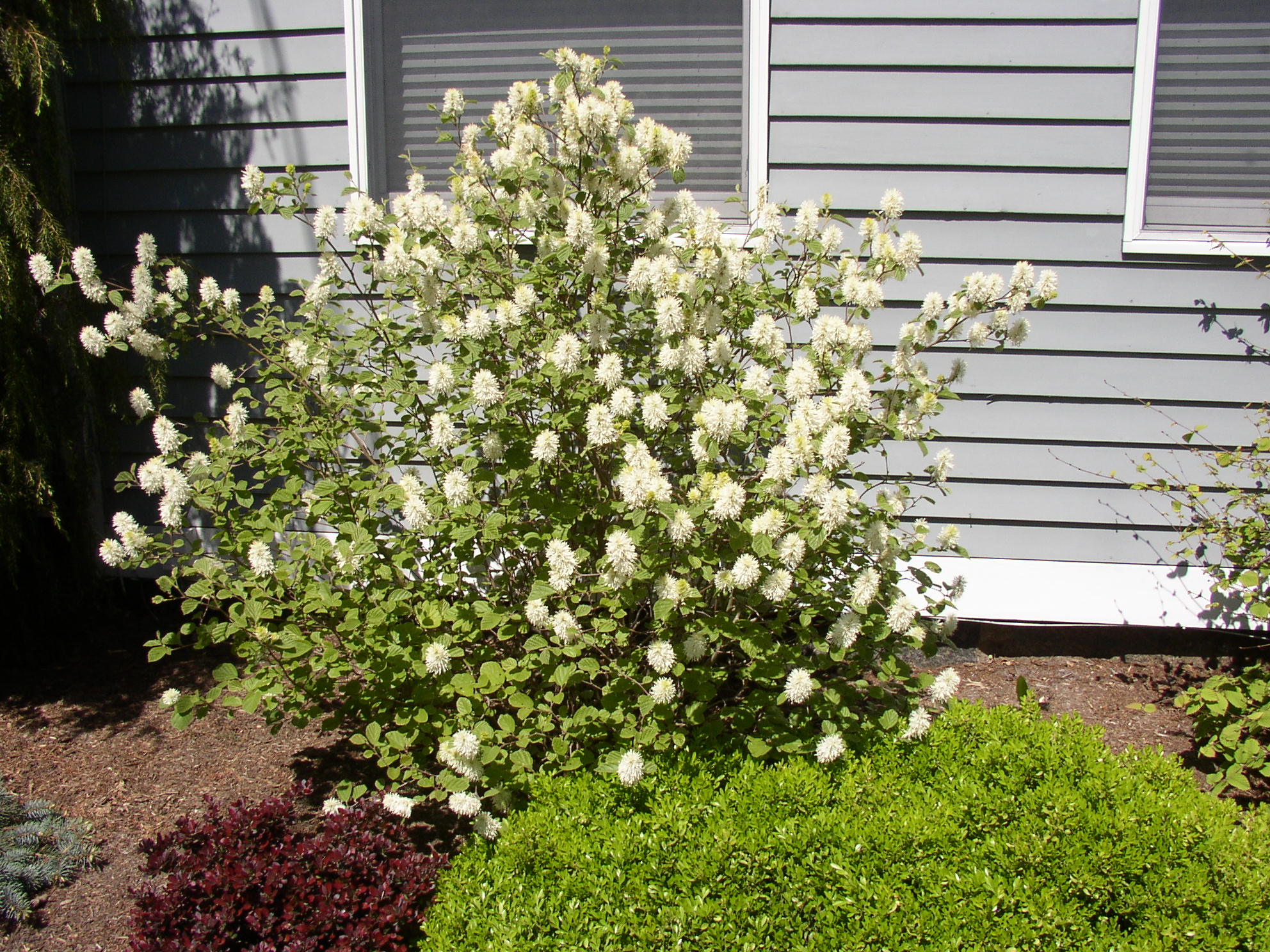 Fothergilla Gardenii Summer Hill Nursery